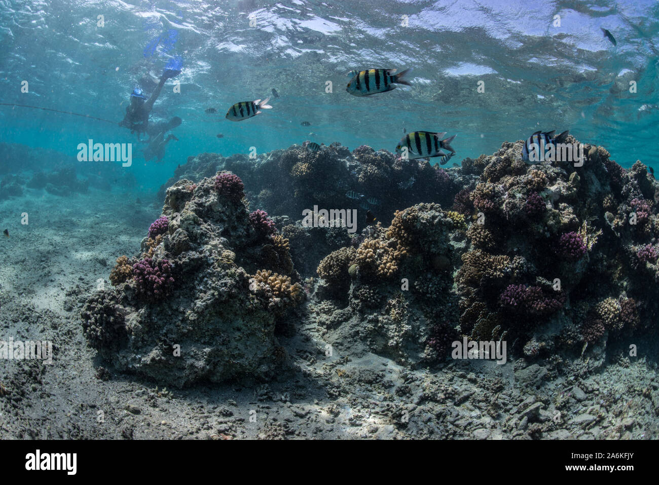 Reefscapes of the Red Sea Stock Photo - Alamy