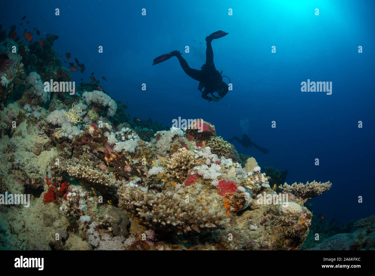 Reefscapes of the Red Sea Stock Photo - Alamy