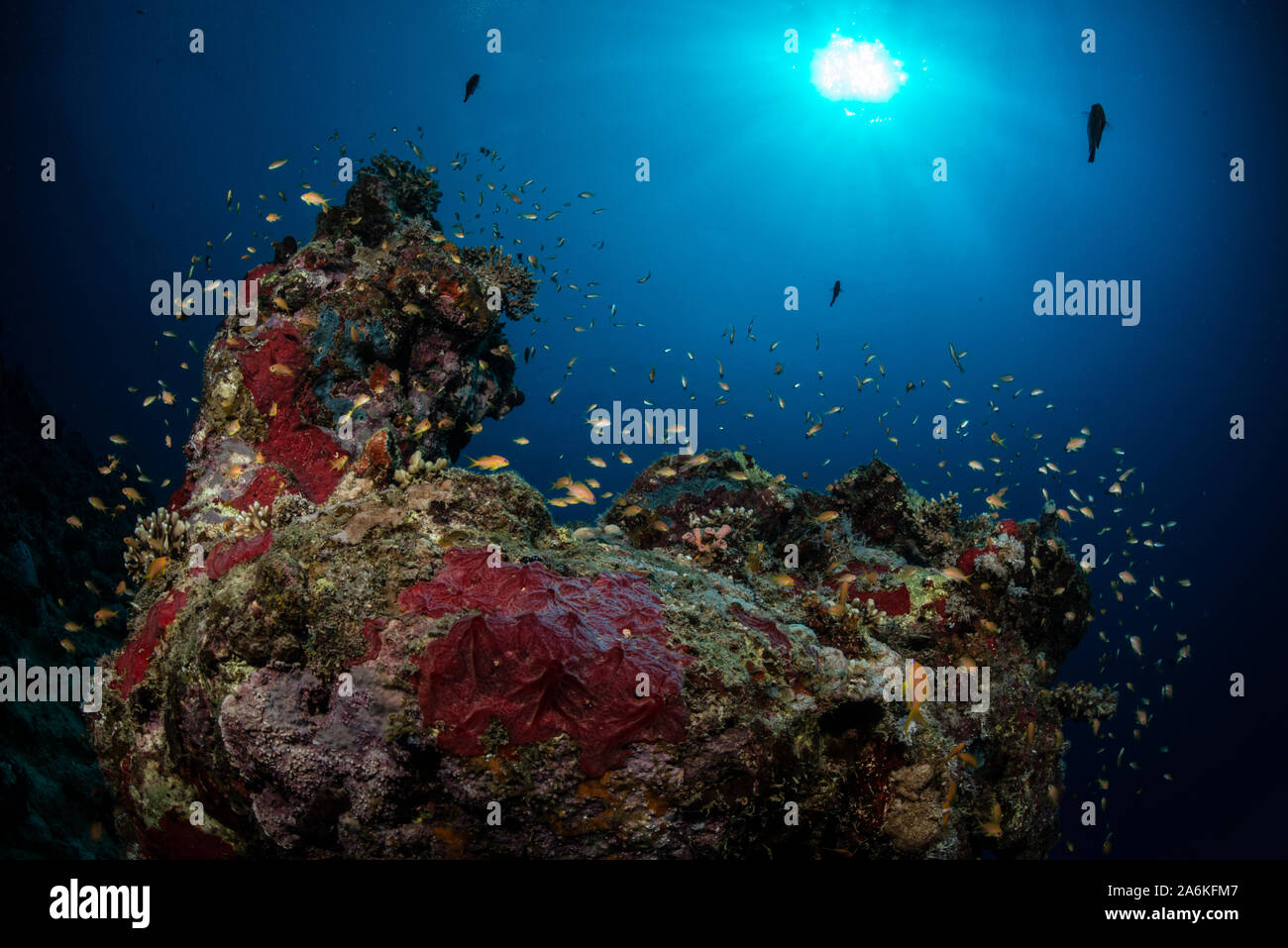 Reefscapes of the Red Sea Stock Photo - Alamy