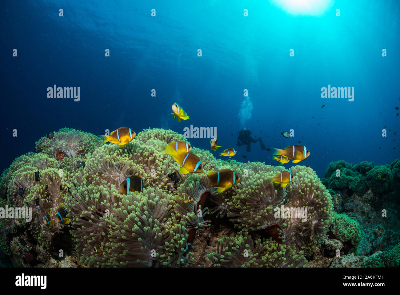 Reefscapes of the Red Sea Stock Photo - Alamy