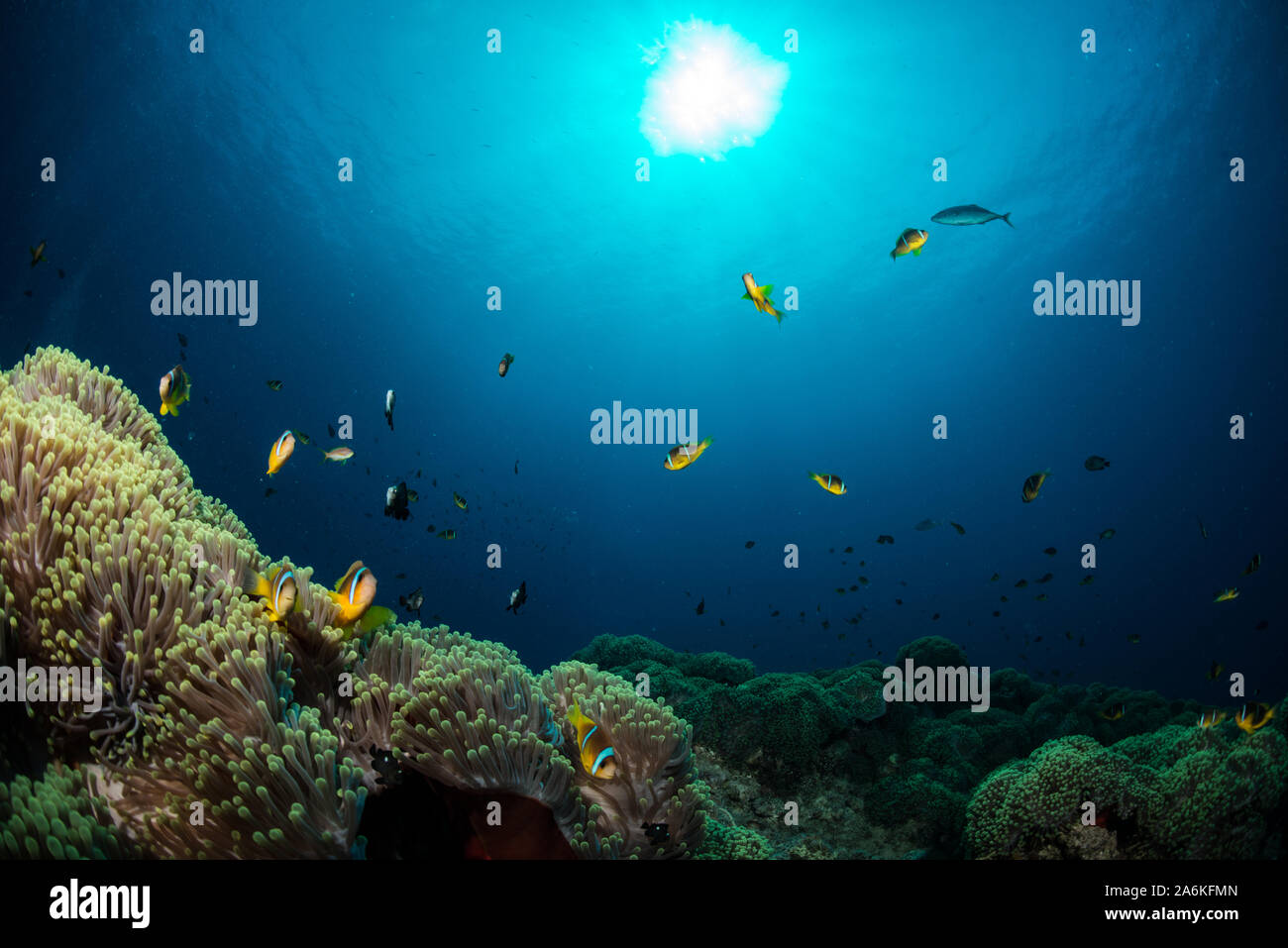 Reefscapes of the Red Sea Stock Photo - Alamy