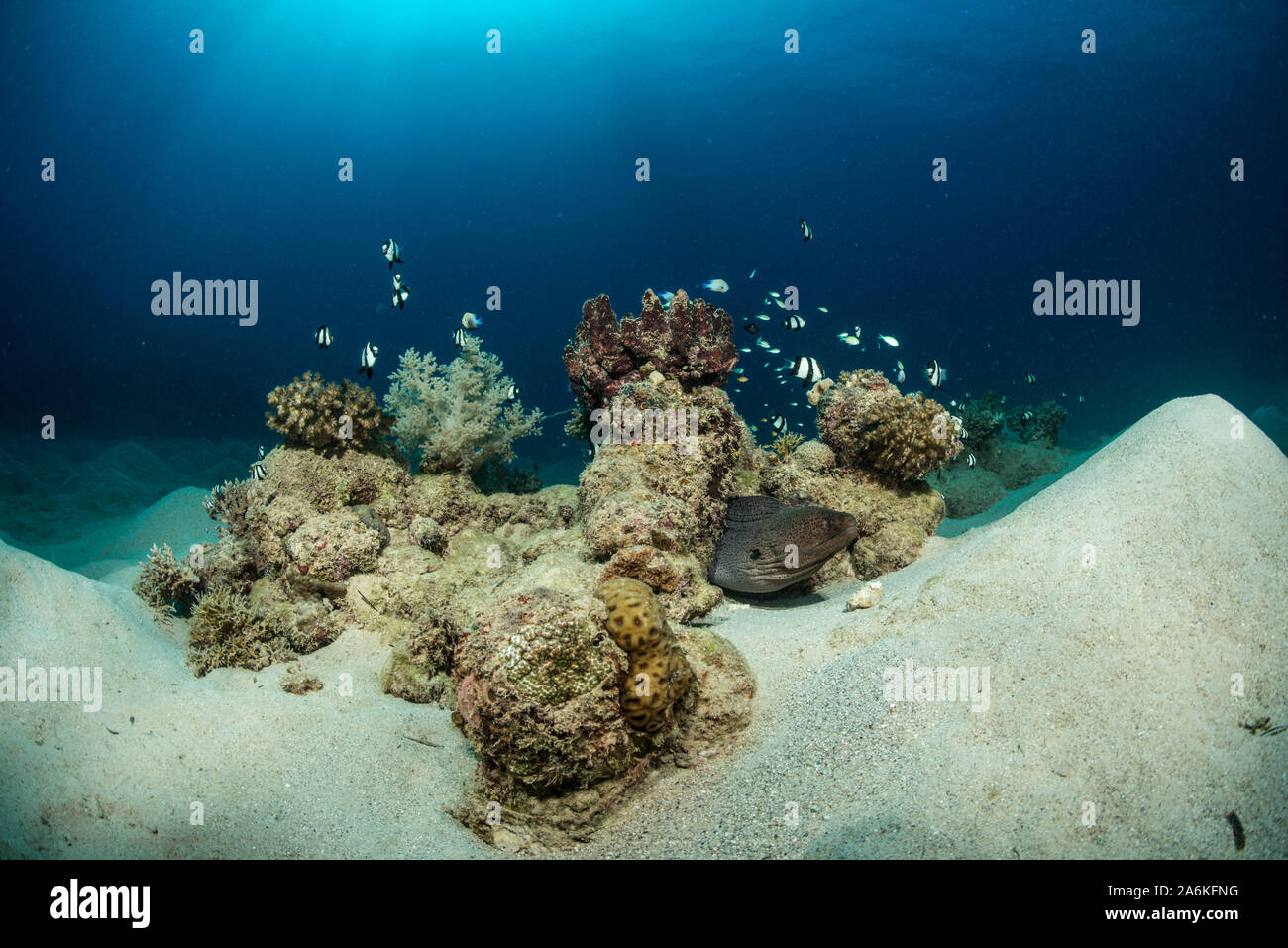 Reefscapes of the Red Sea Stock Photo - Alamy