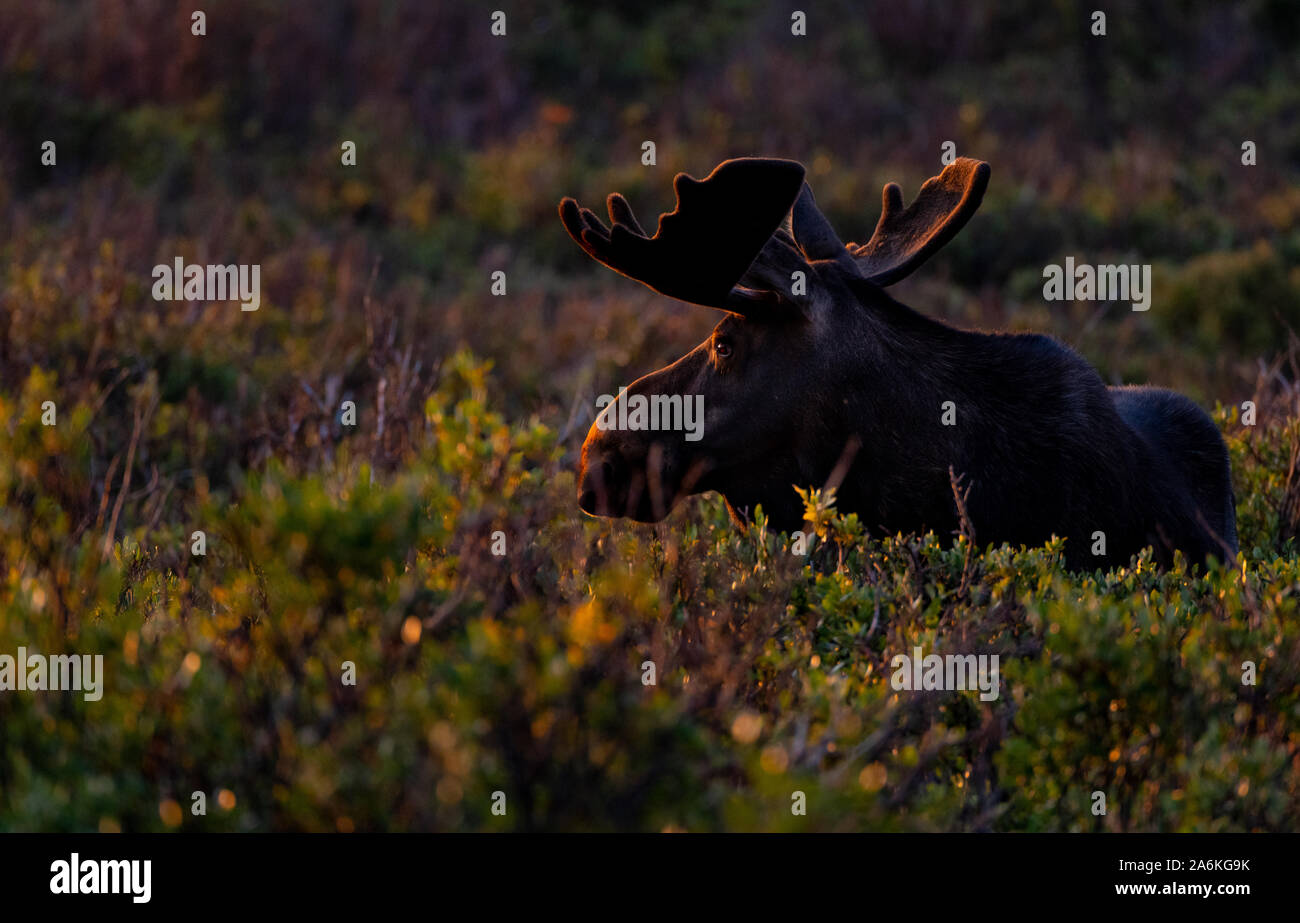 Moose rack hi-res stock photography and images - Alamy