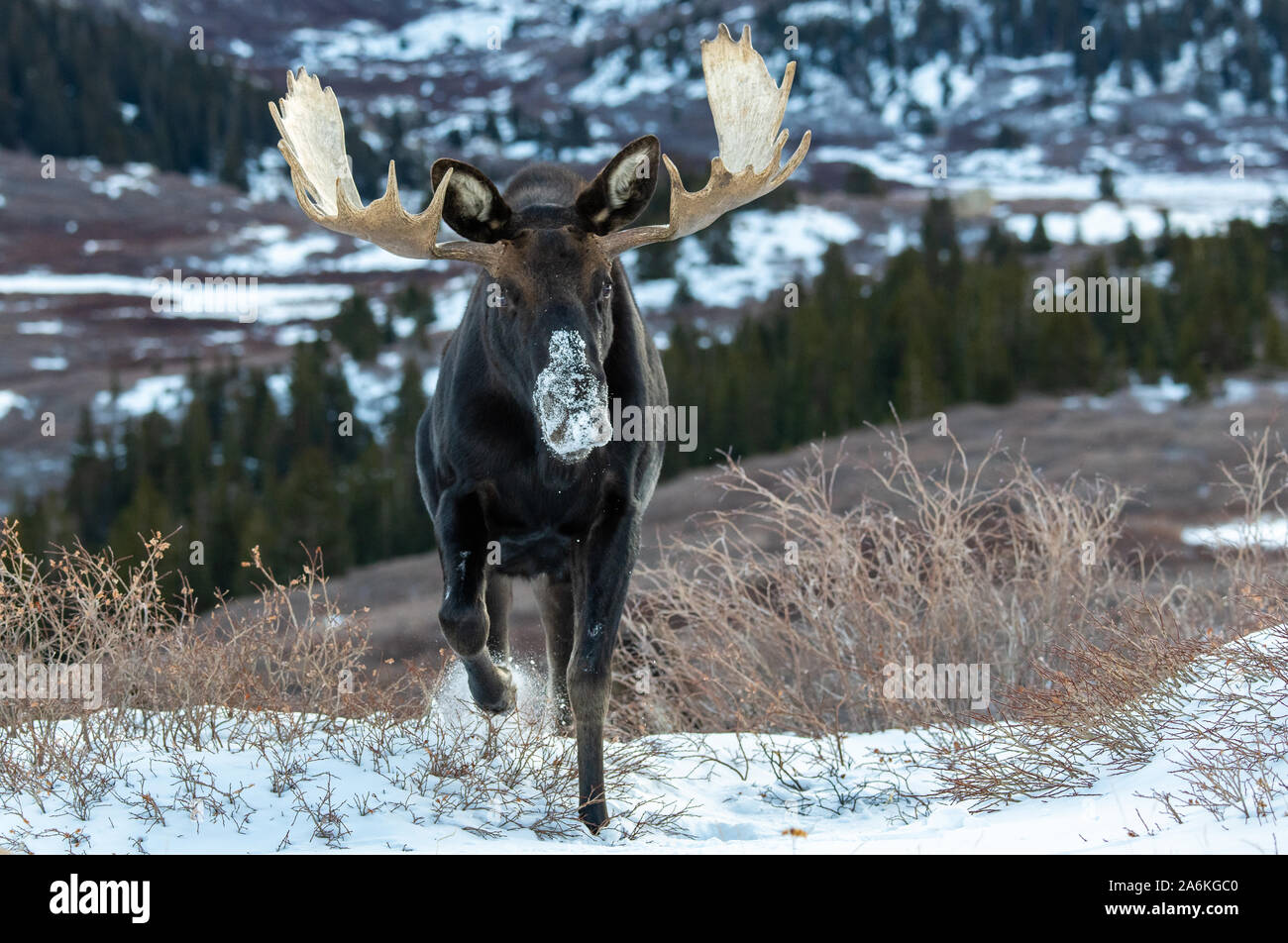 Moose nose hi-res stock photography and images - Alamy