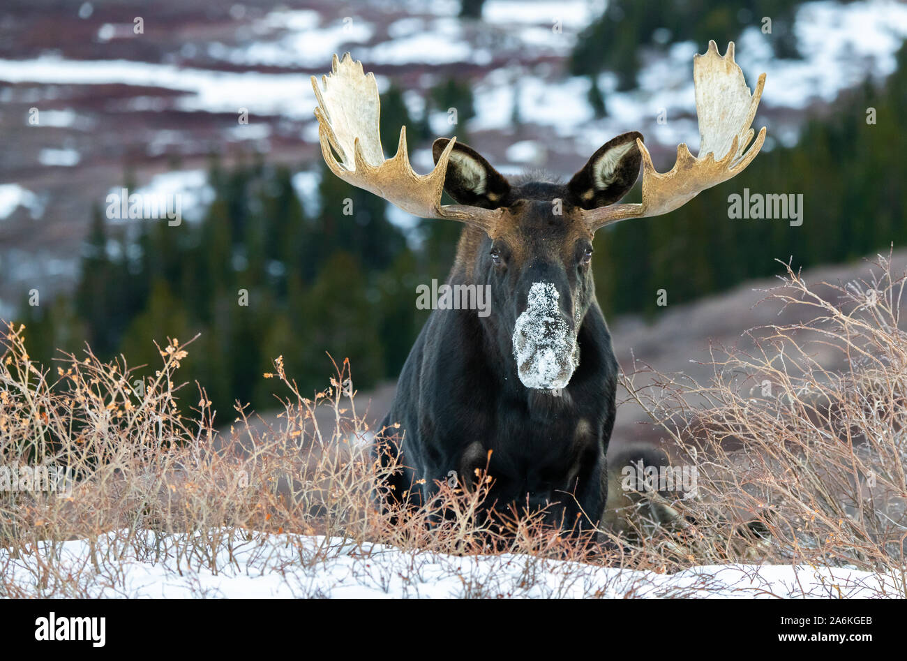 Moose nose hi-res stock photography and images - Alamy