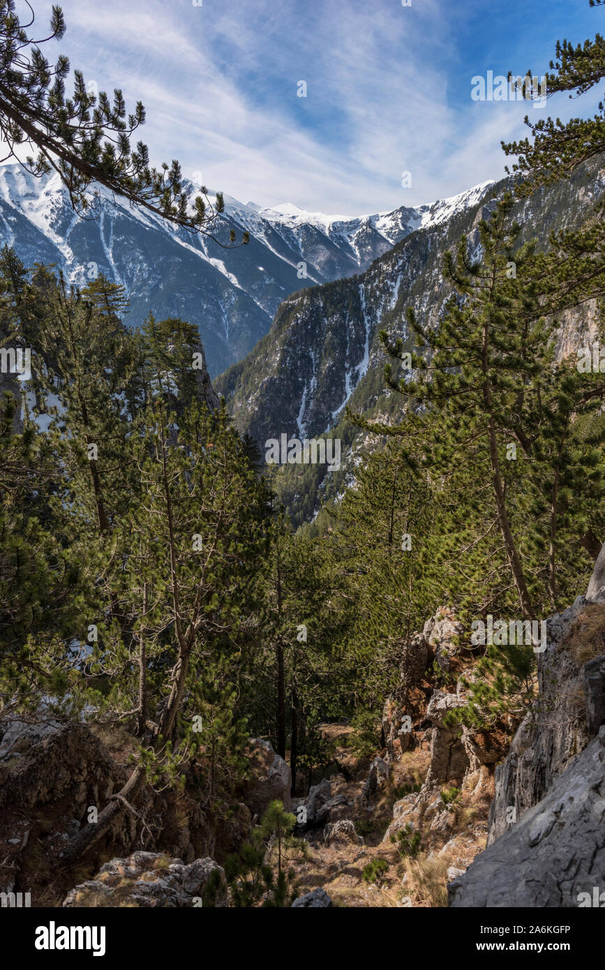 Pine forest landscape mountain hi-res stock photography and images - Alamy