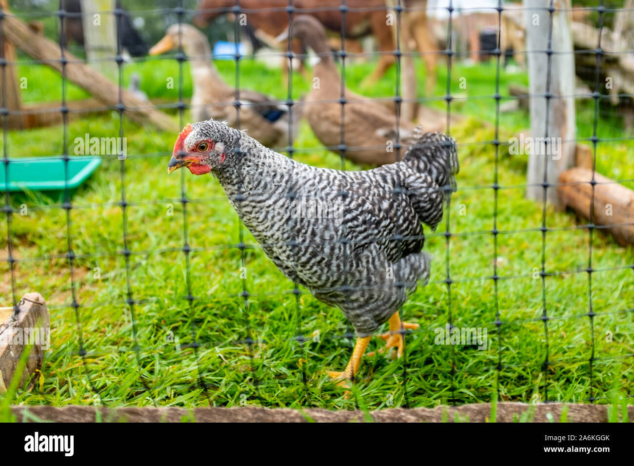 Small Corral with Farm Animals, Ducks and Chickens Stock Photo - Alamy
