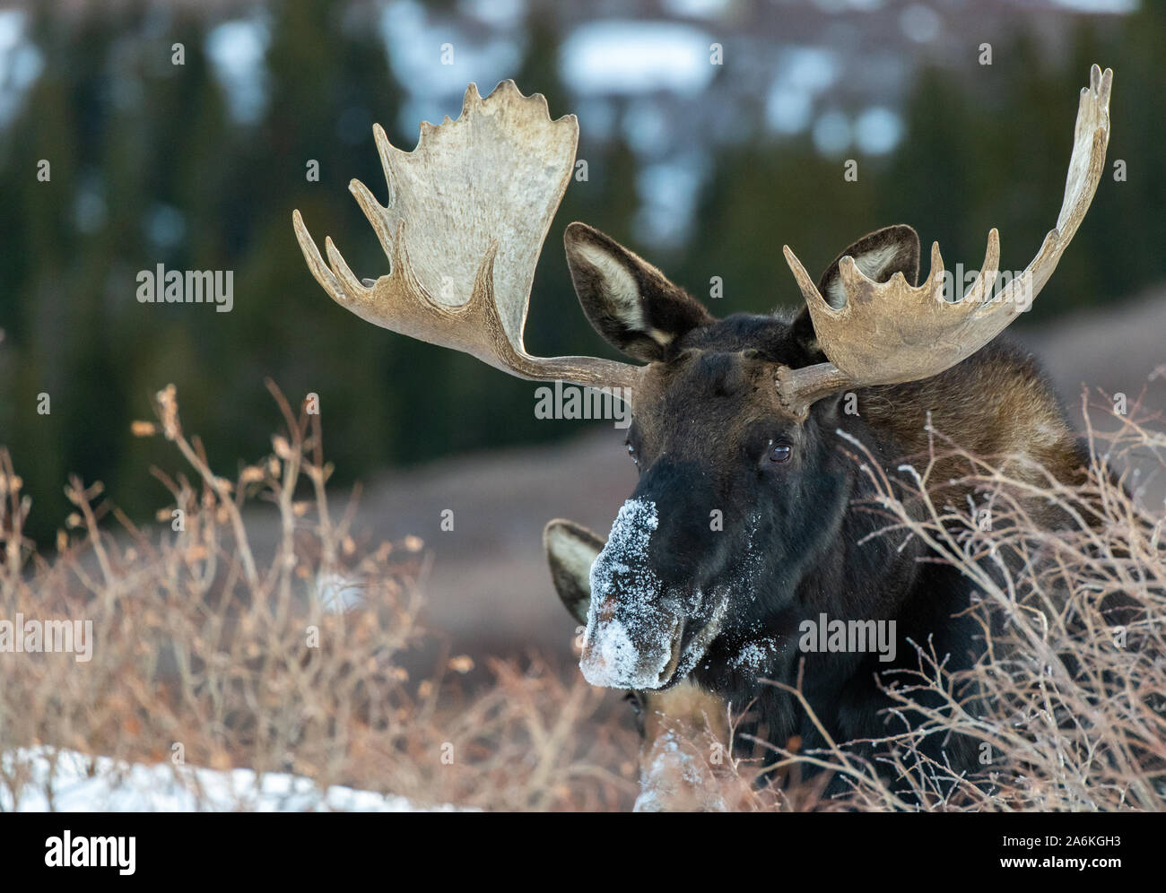Moose nose hi-res stock photography and images - Alamy