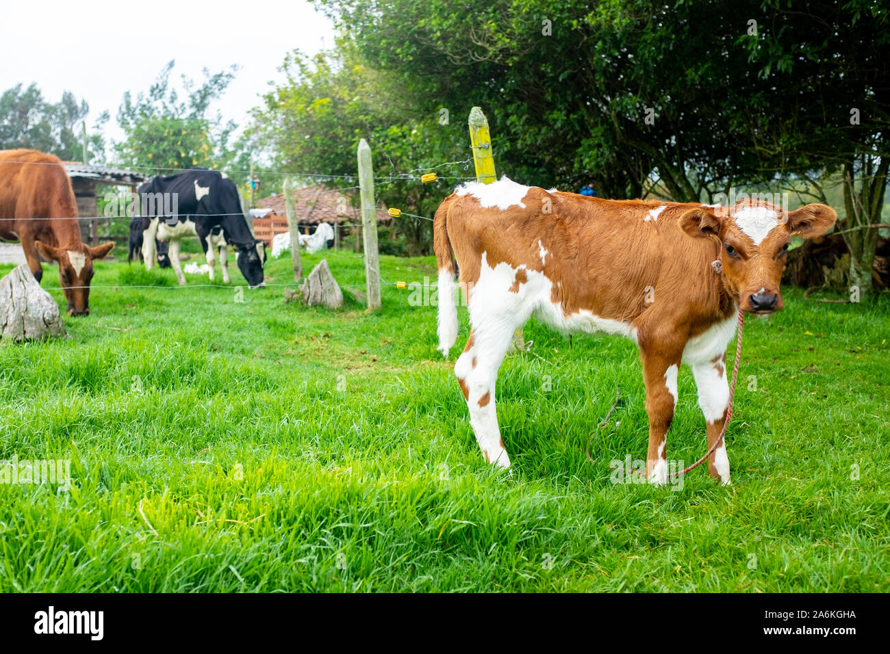 Two Weeks Old Calf Looking at the Camera Stock Photo - Alamy