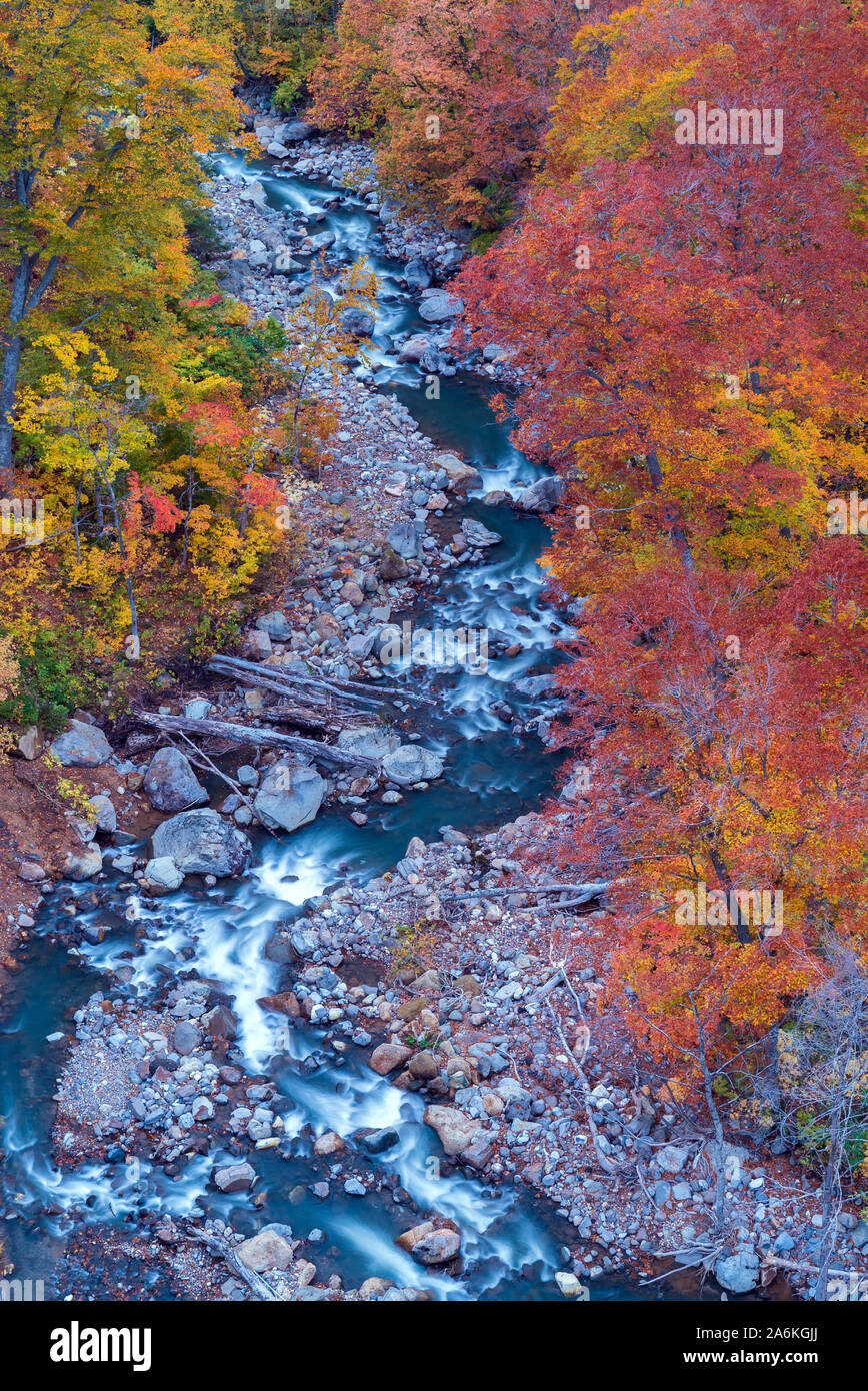 Aerial view of leaf autumn fall season of Forest wodland and river in ...