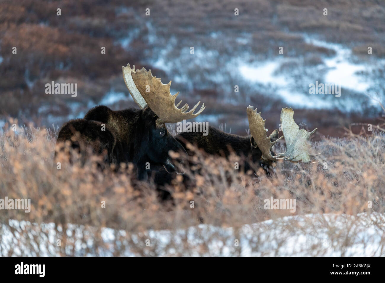 Moose rack hi-res stock photography and images - Alamy