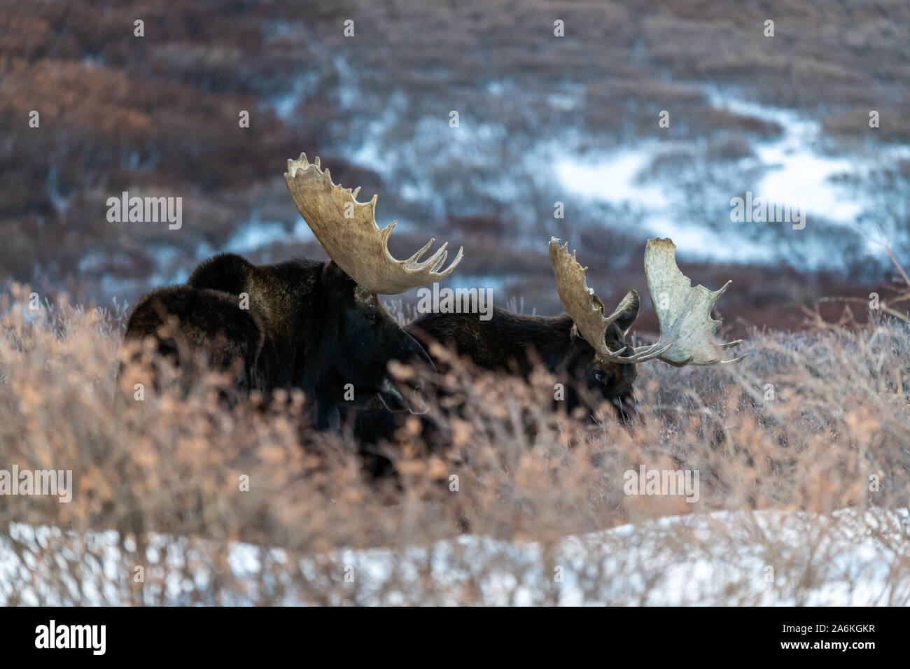 Moose rack hi-res stock photography and images - Alamy