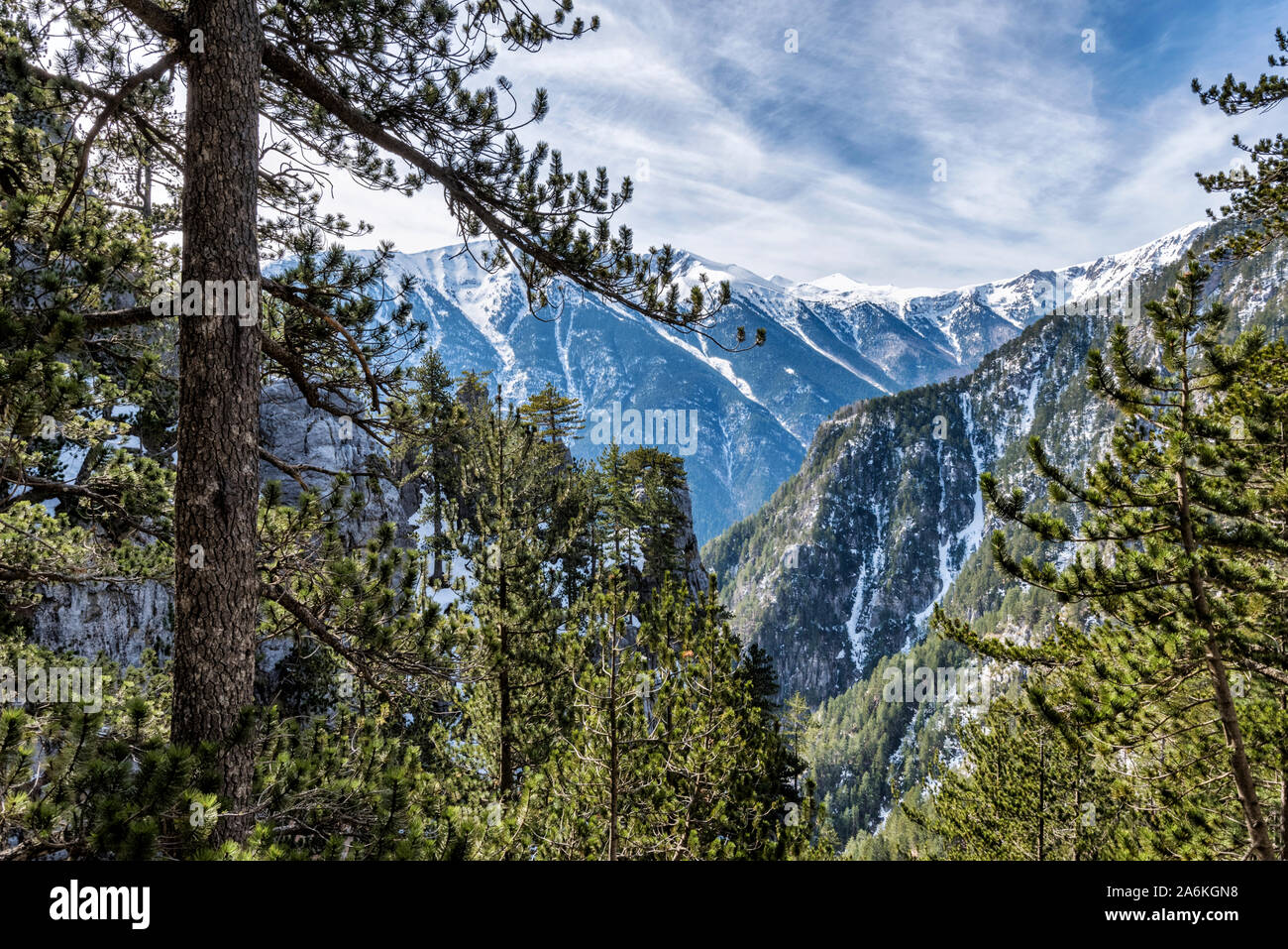 Pine trees forest mountain hi-res stock photography and images - Alamy