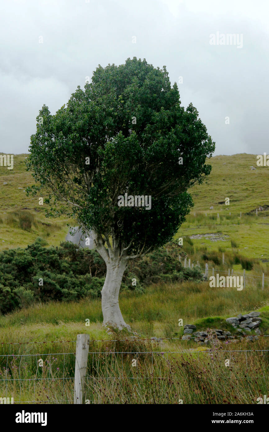 Single tree ireland hi-res stock photography and images - Alamy