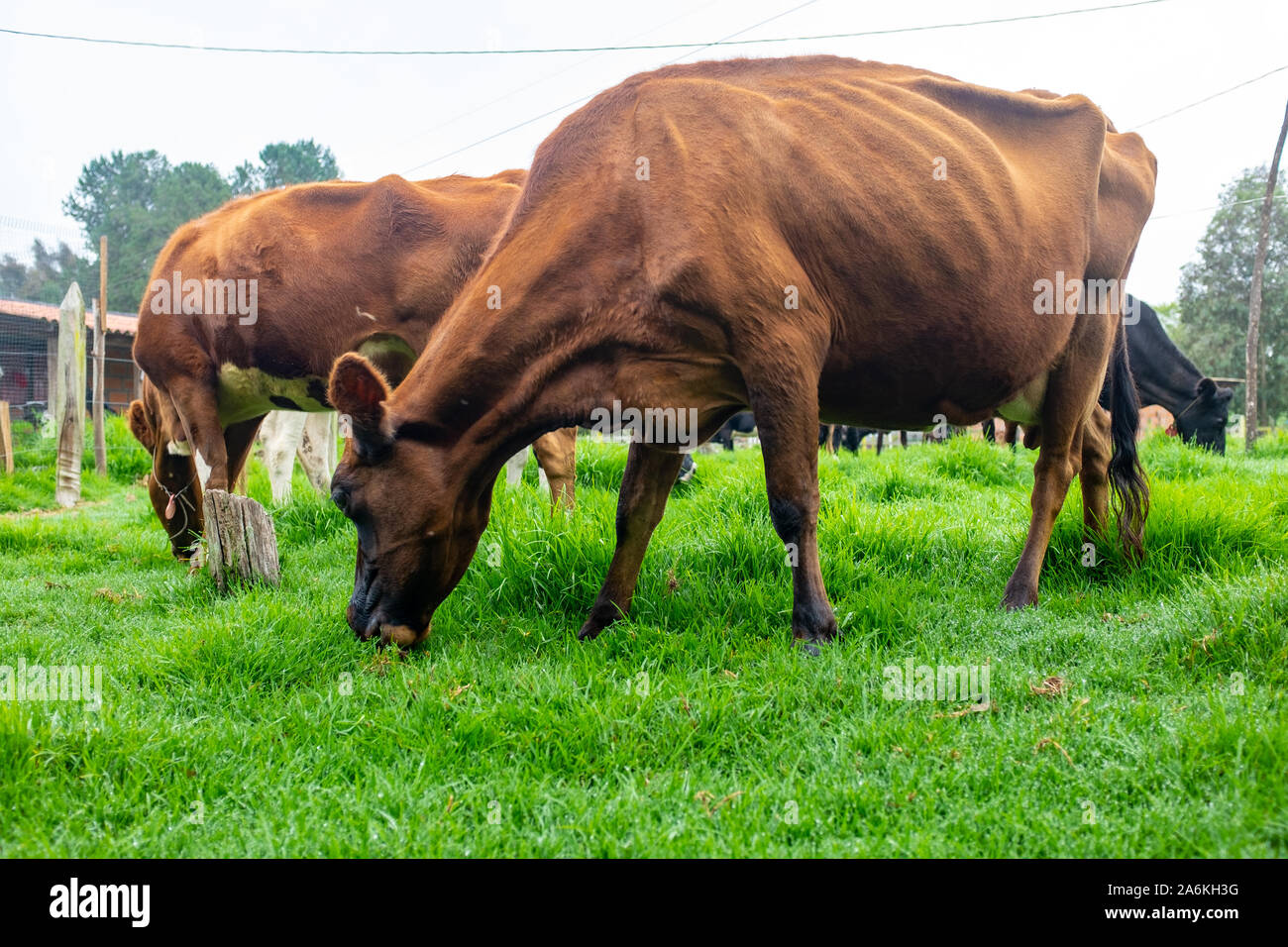 Cattle ribs hi-res stock photography and images - Alamy