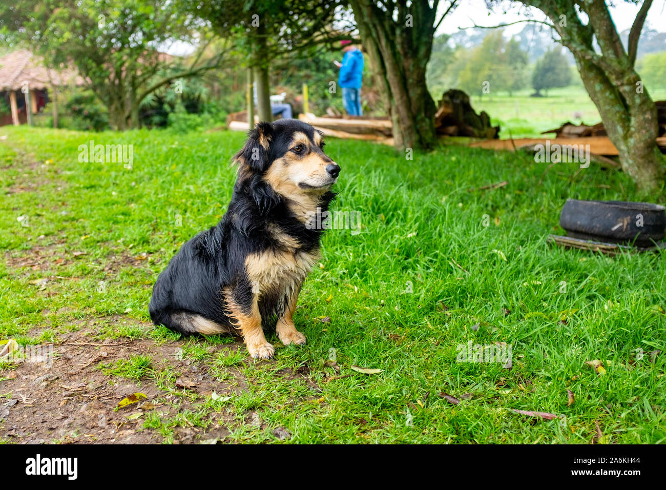 Dog With Short Legs With Fixed Look Stock Photo Alamy dog-with-short-legs-with-fixed-look-stock-photo-alamy