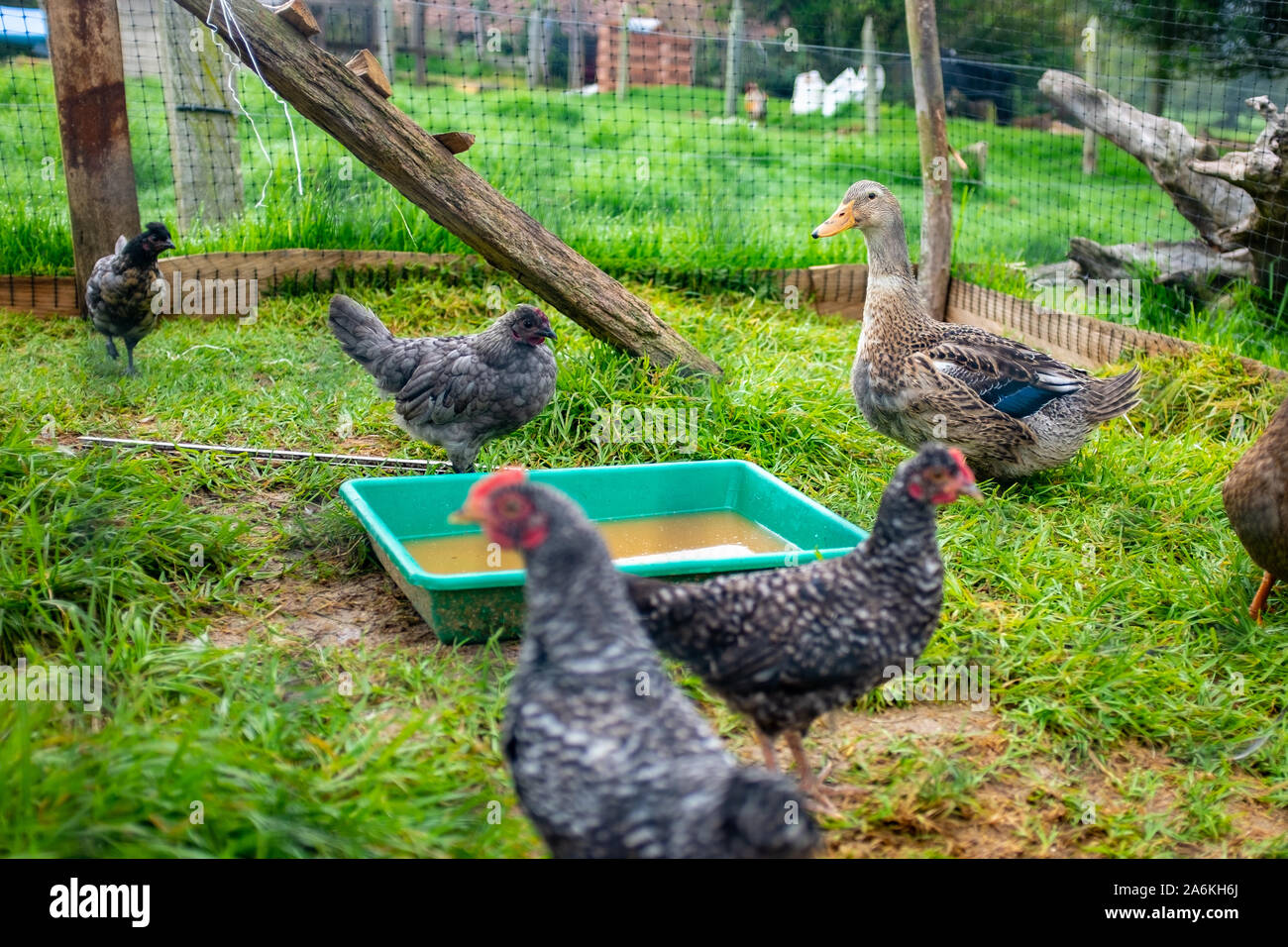 Small Corral with Farm Animals, Ducks and Chickens Stock Photo - Alamy