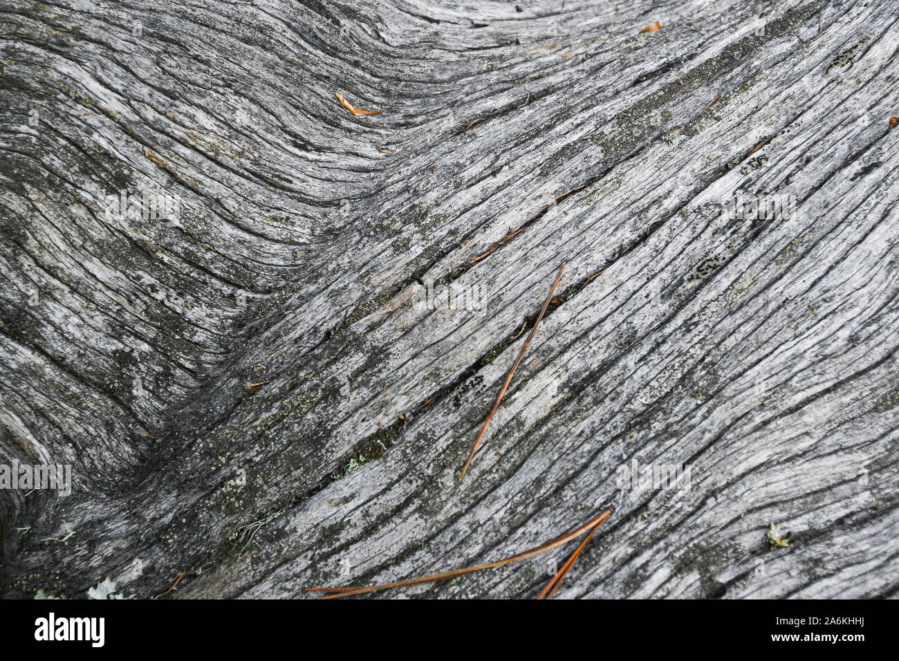Autumn tree line without hi-res stock photography and images - Alamy