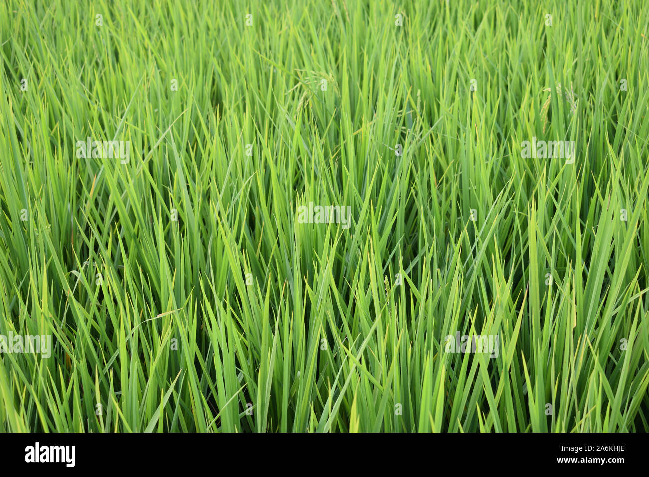green back ground on paddy tree in india Stock Photo - Alamy