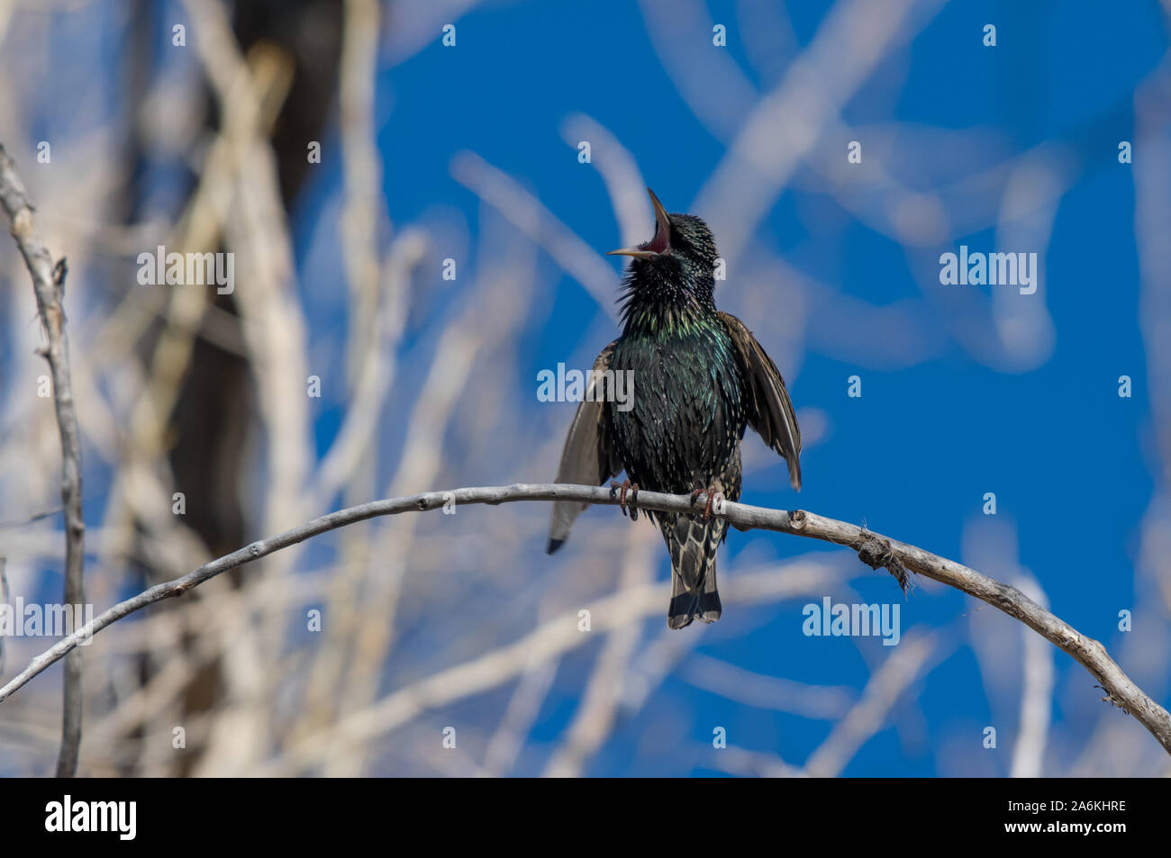 Black bird fledgling hi-res stock photography and images - Alamy