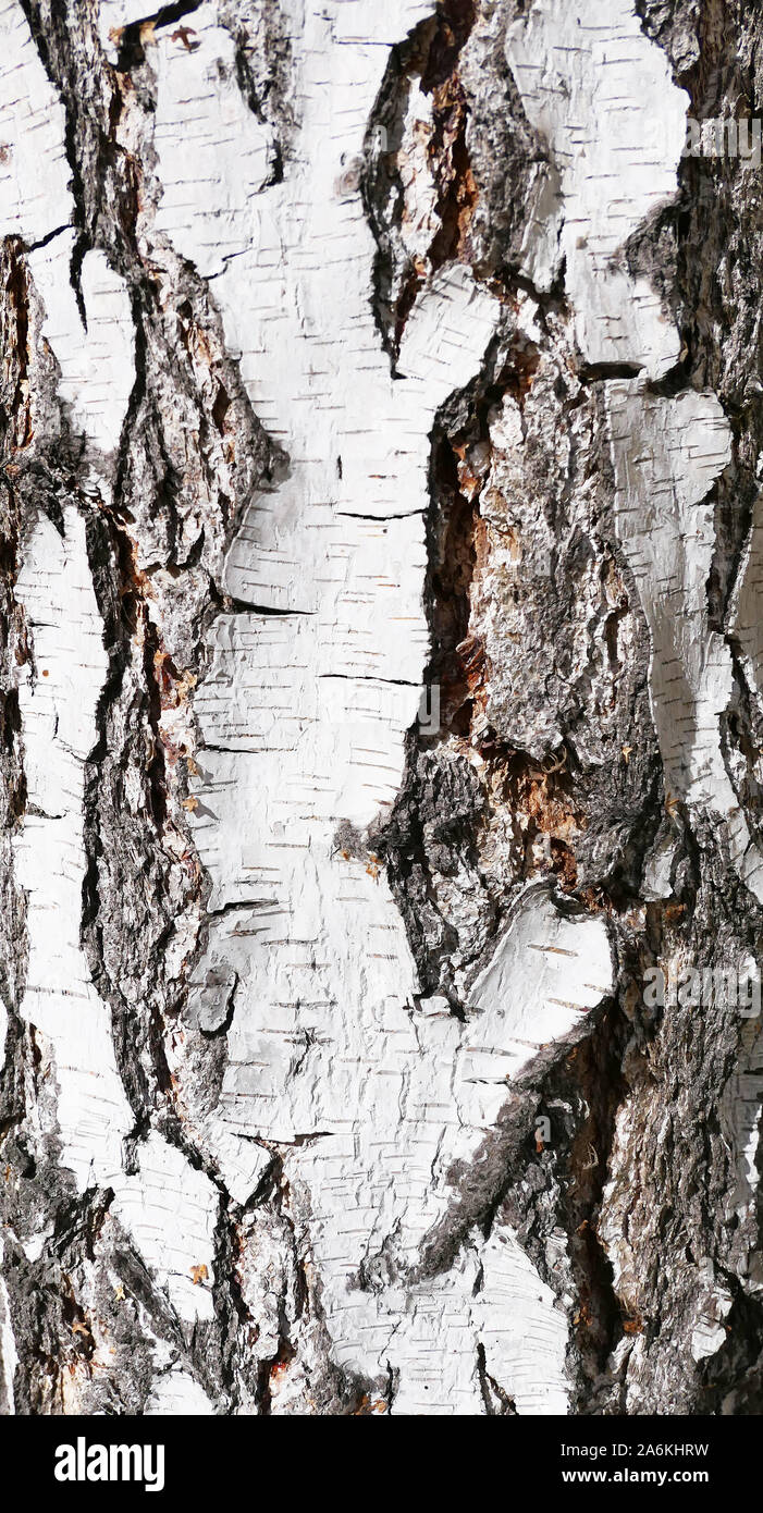 Birch bark background Stock Photo - Alamy