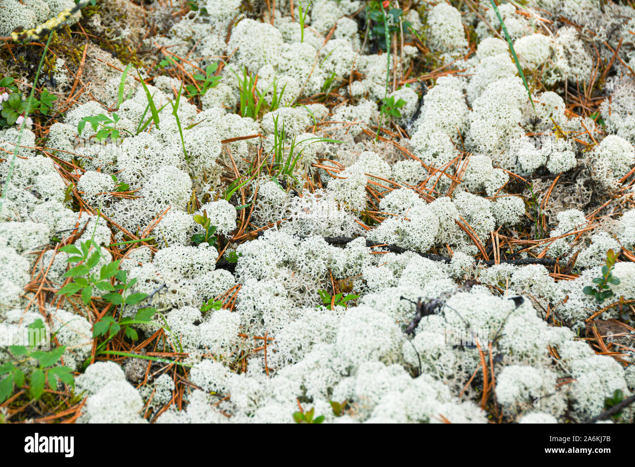 Forest floor texture moss hi-res stock photography and images - Alamy