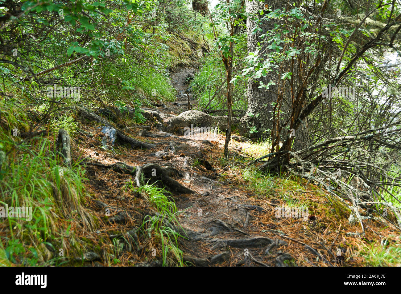 Dry roots hi-res stock photography and images - Alamy