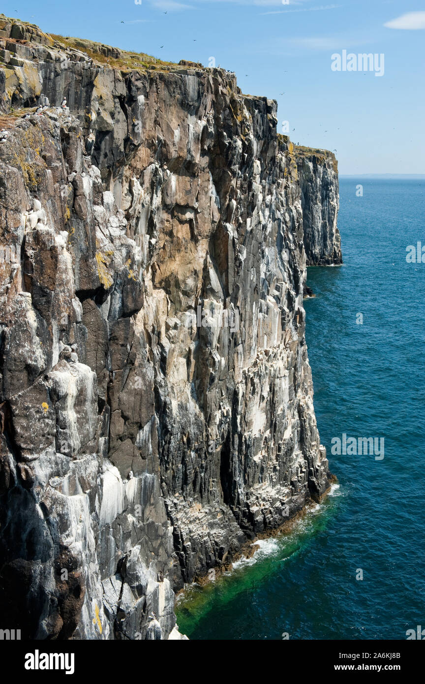 Nesting sea birds hi-res stock photography and images - Alamy