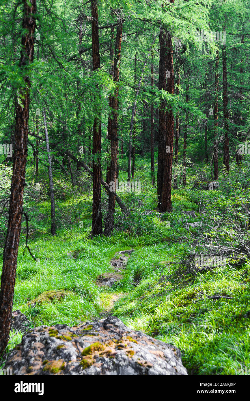 Pine forest on summer day. Hiking in taiga Stock Photo - Alamy
