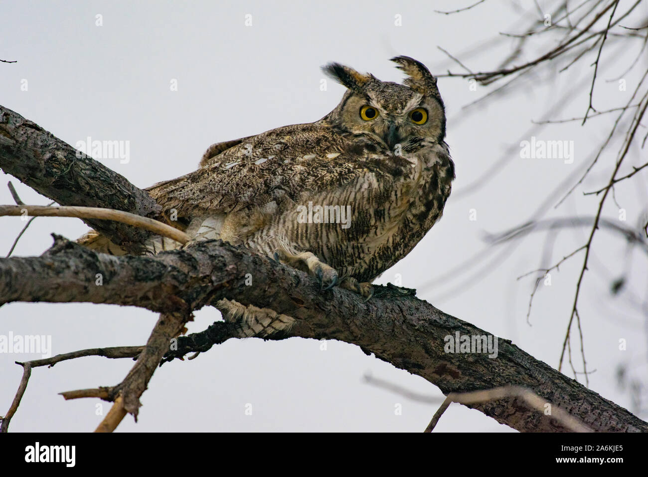 A Great Horned Owl on a Windy Day Stock Photo - Alamy