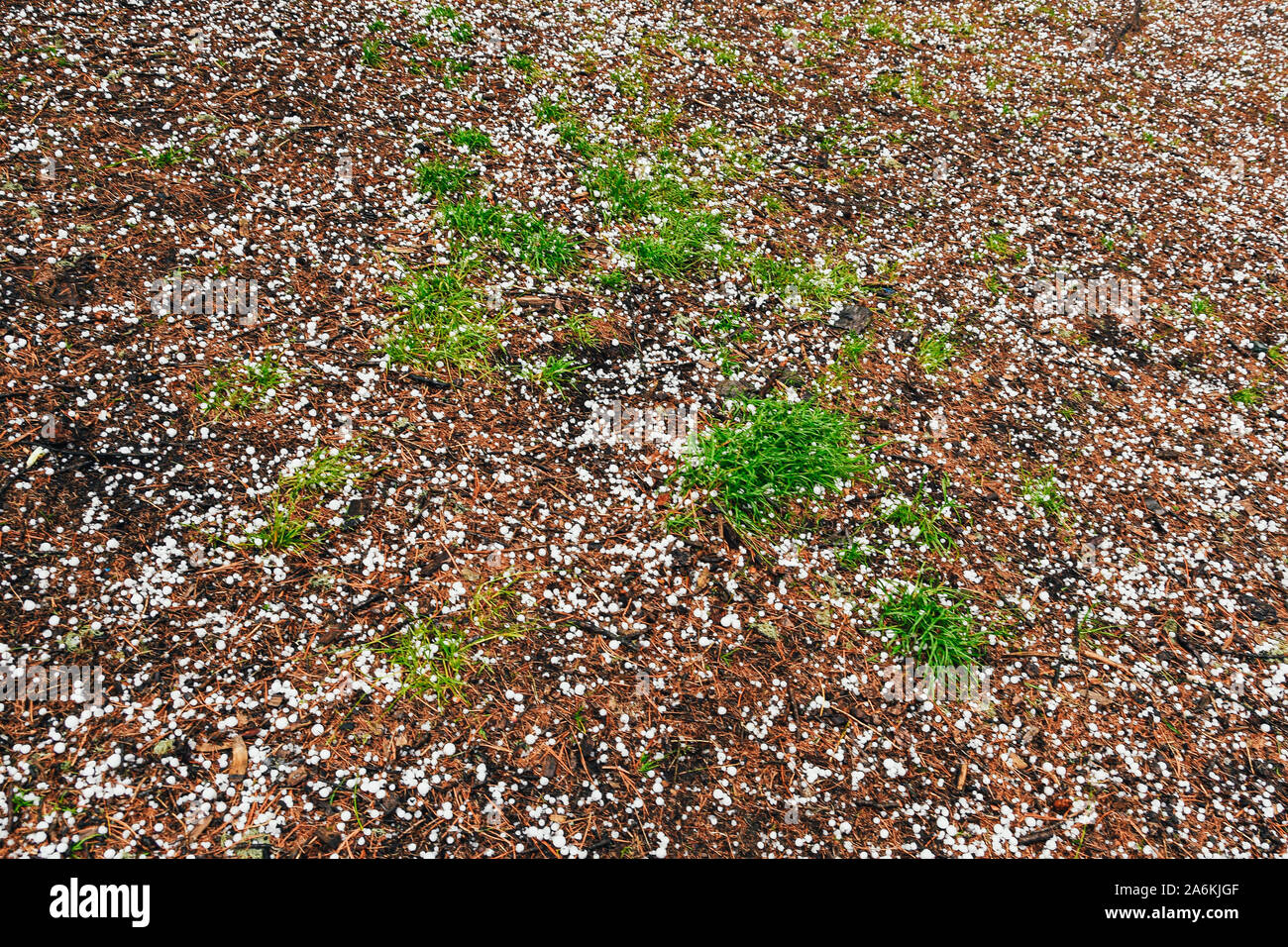 Hail has passed in forest. White hailstones fall on needles Stock Photo ...