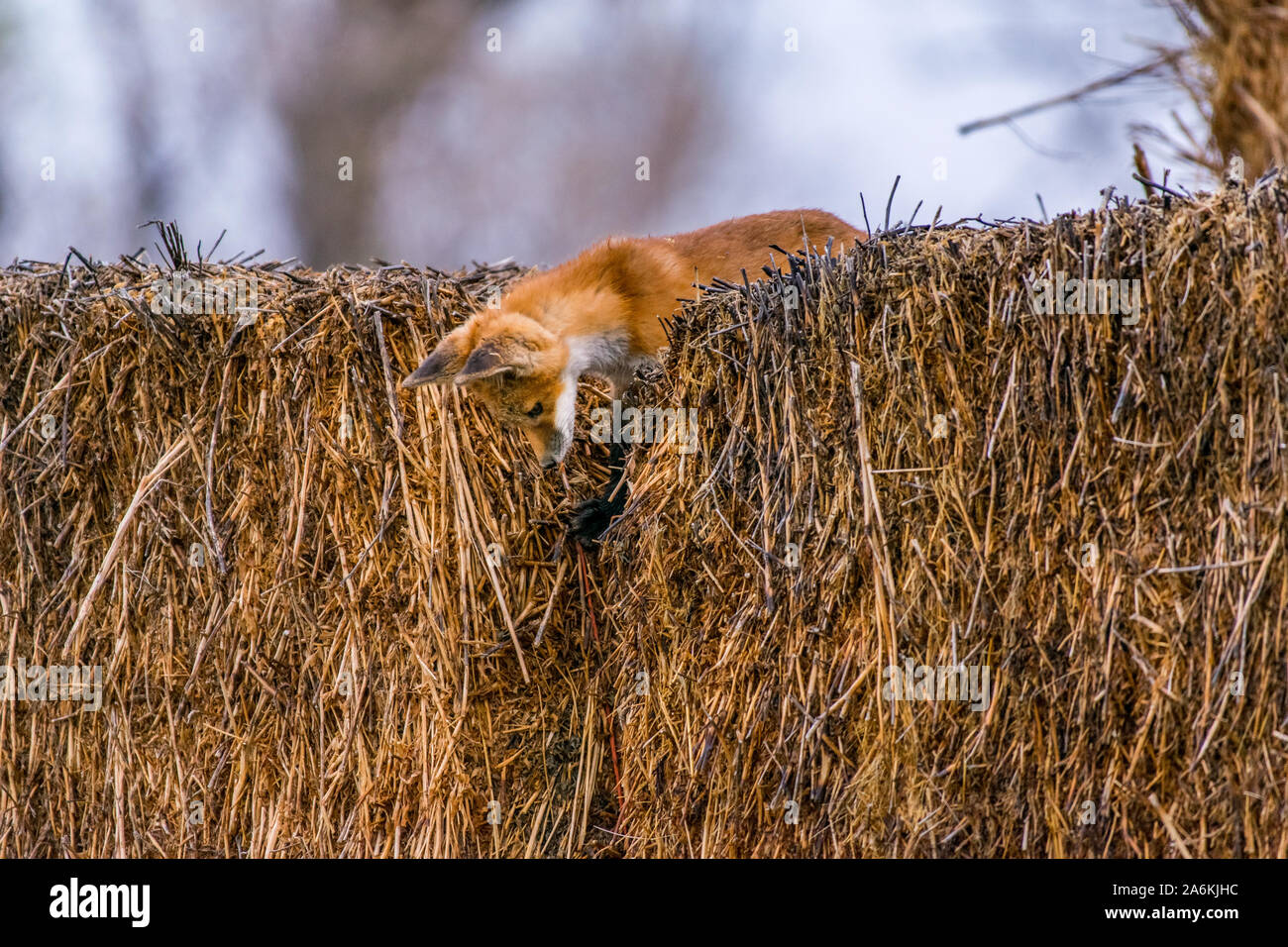 Charming fox hi-res stock photography and images - Alamy