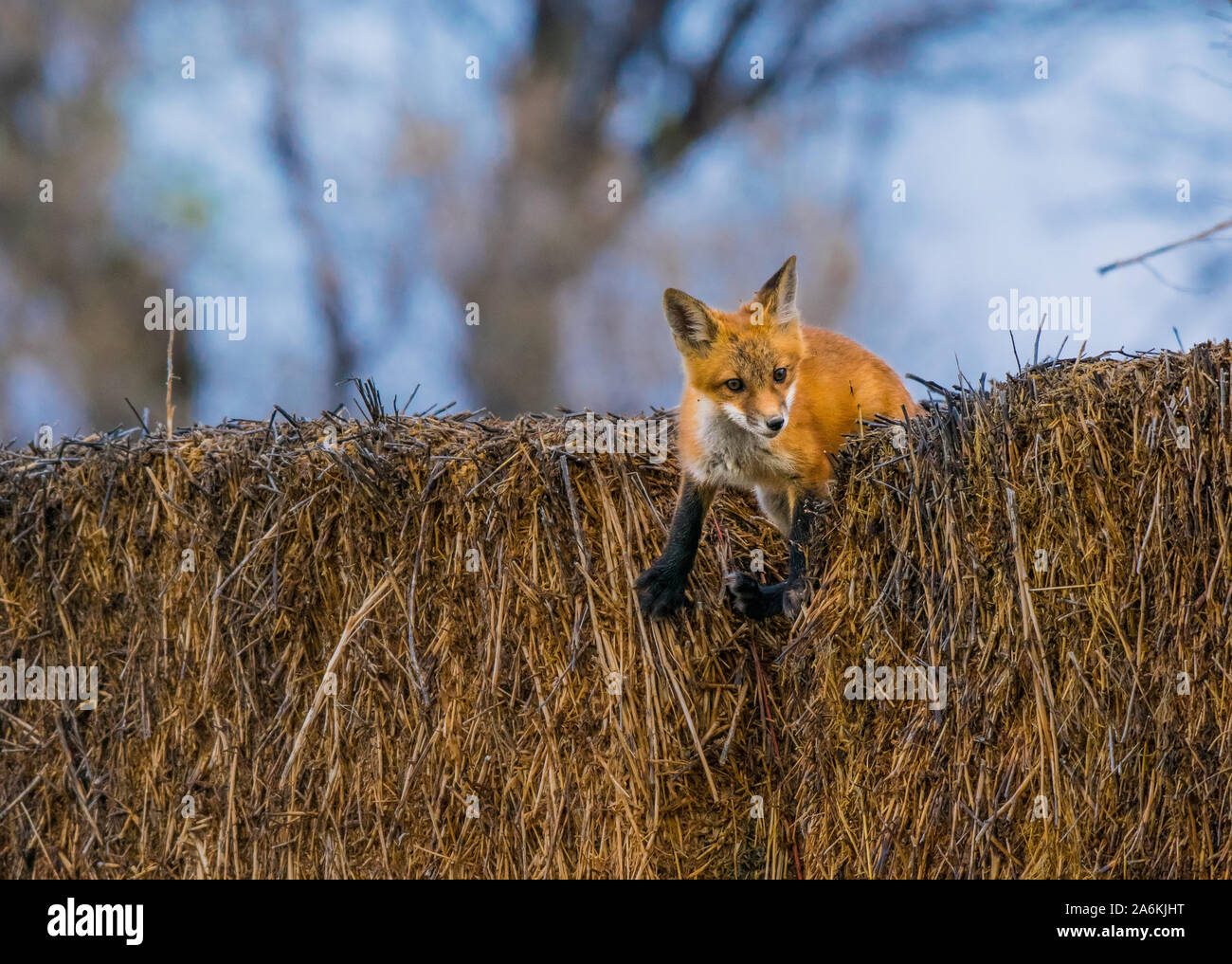 A Baby Red Fox Kit on a Bail of Hay Stock Photo - Alamy