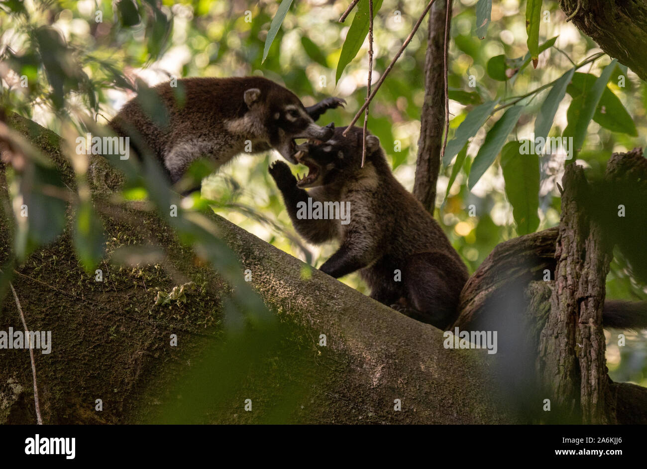Coati Siblings Fighting in the Trees Stock Photo - Alamy