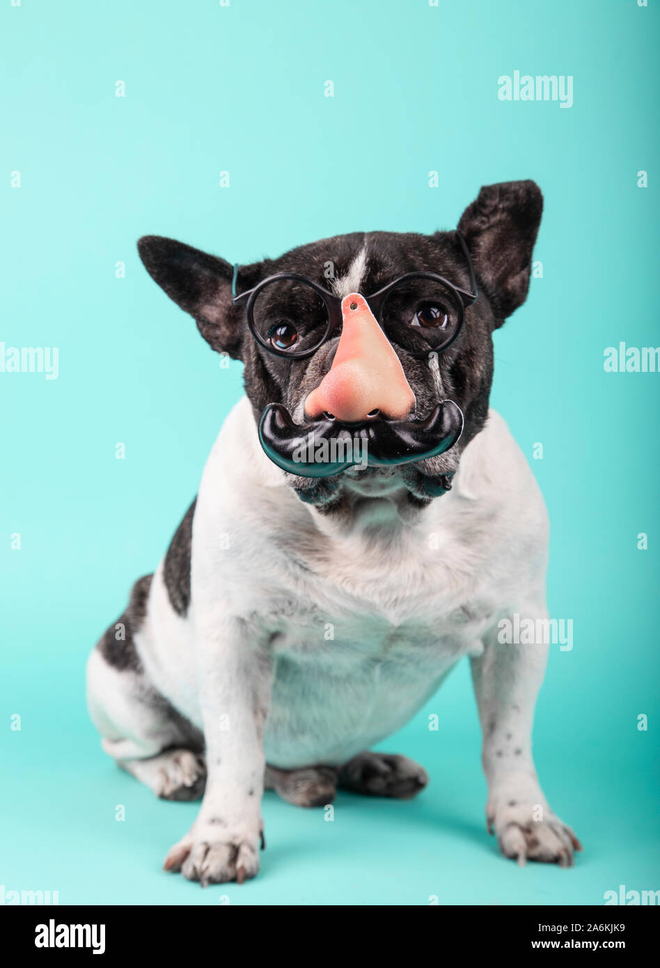 Dogs Born With Mustaches