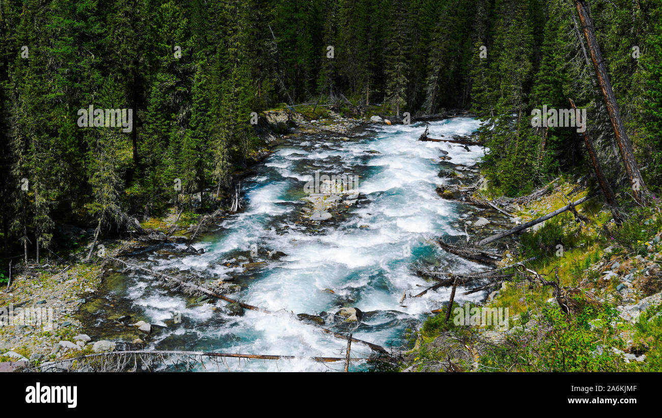 Mountain river in Siberian taiga. Fast stream in coniferous forest. The ...