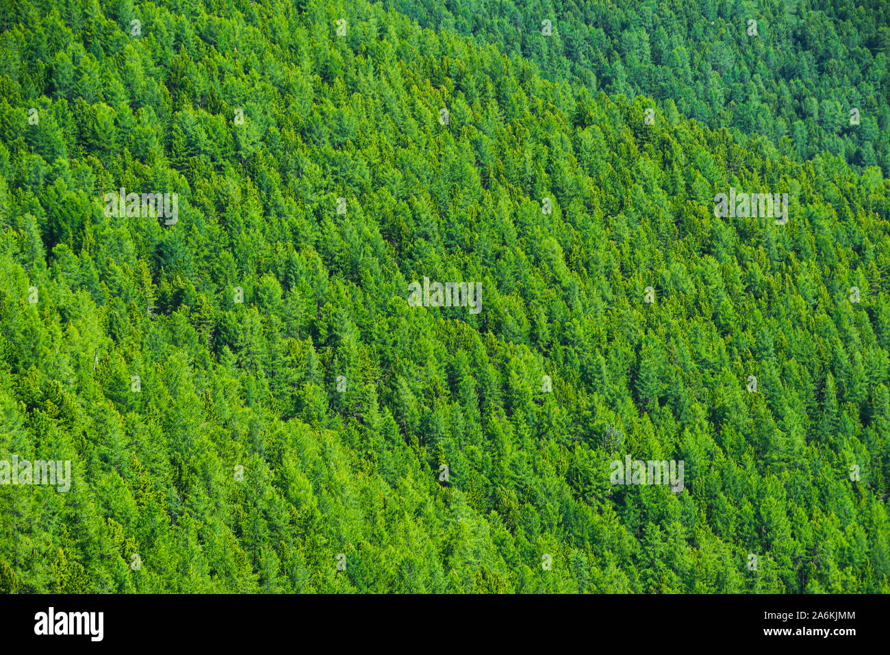 Green trees on the hill. The slope is covered with coniferous forest ...