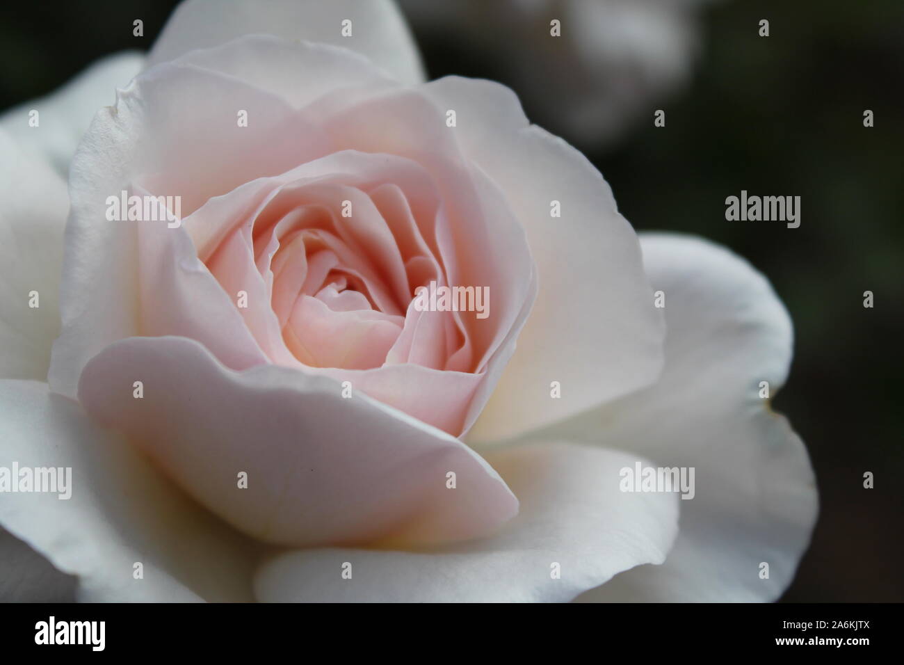Rule of rose hi-res stock photography and images - Alamy