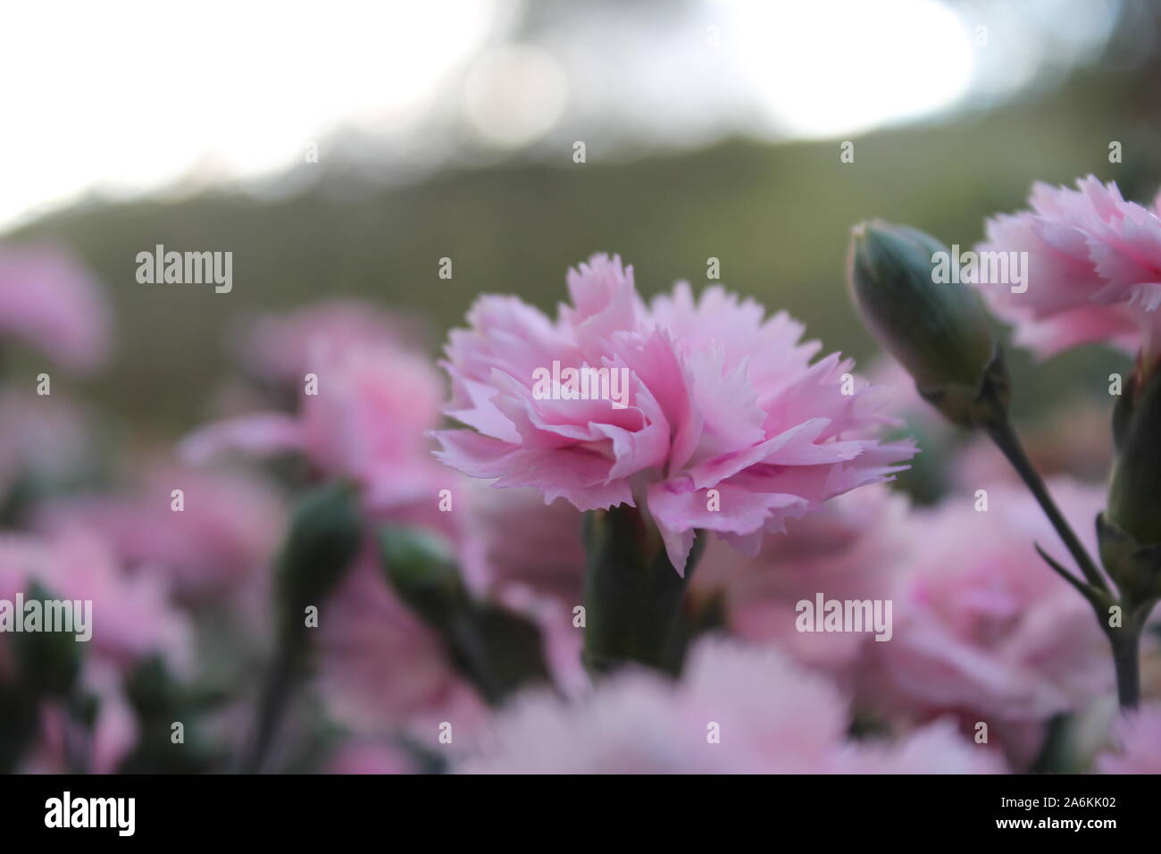 Carnation garden hi-res stock photography and images - Alamy