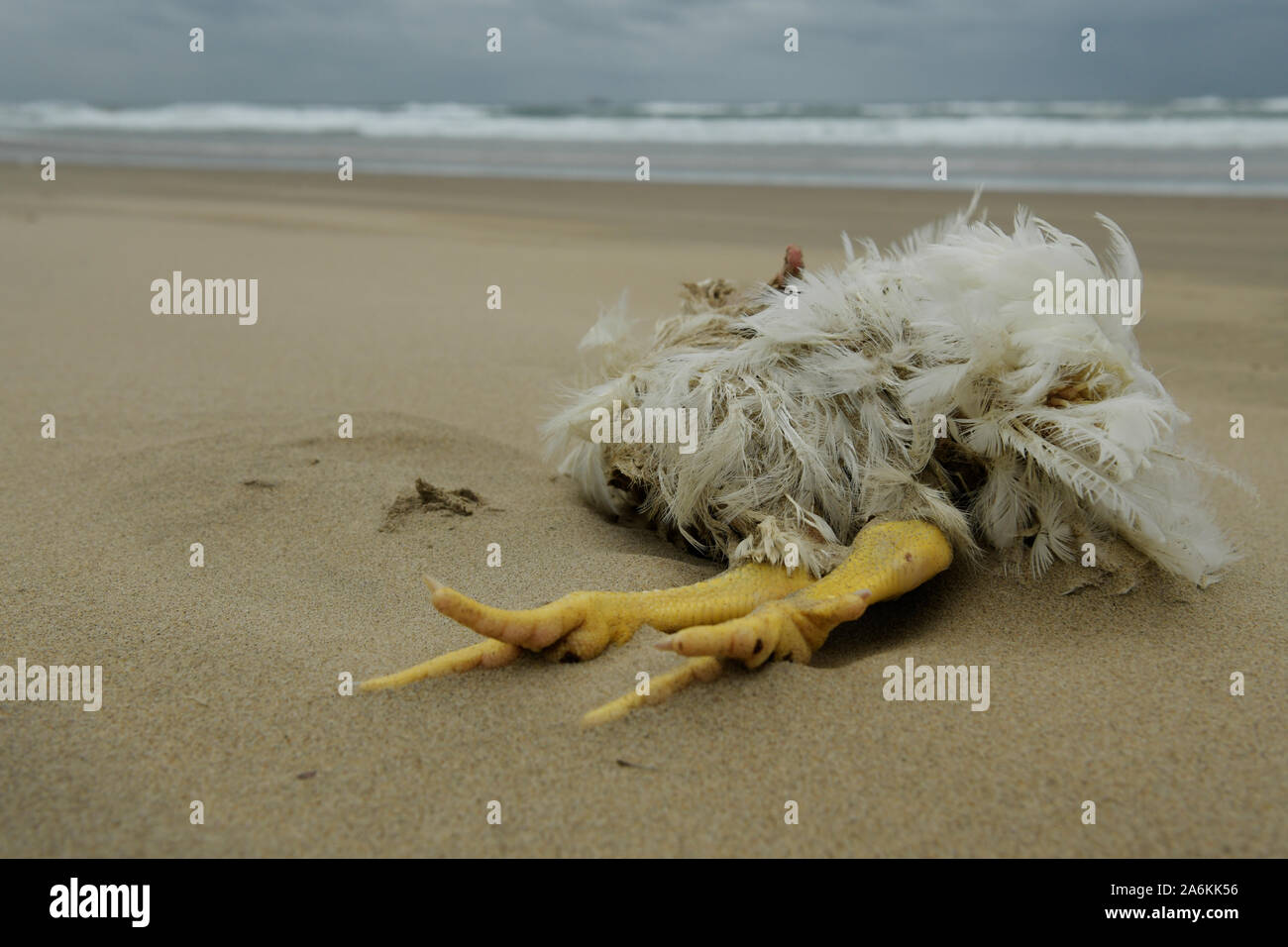 South Africa, rituals, single dead white chicken, sacrificial rituals ...