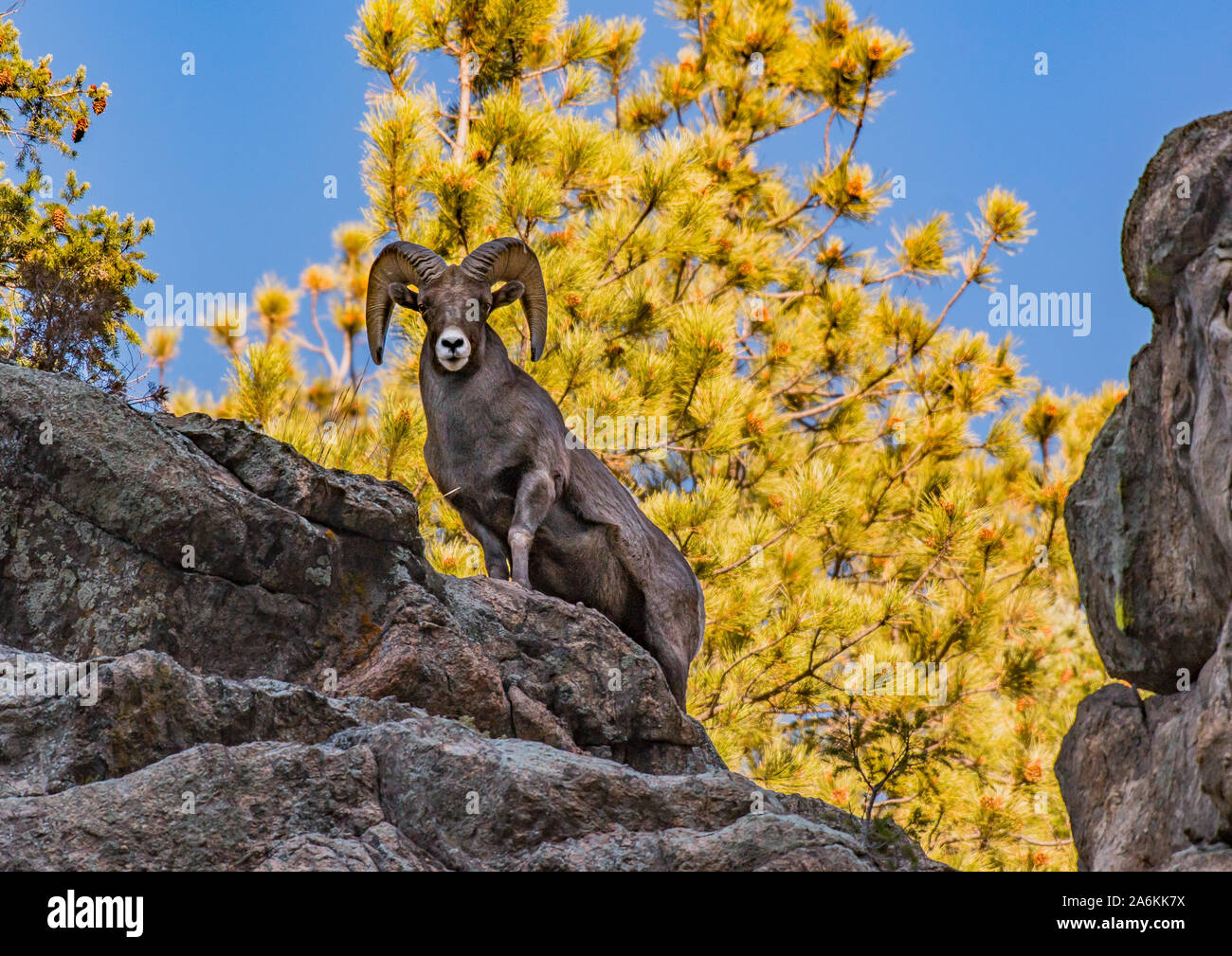 A Large Bighorn Sheep Ram Looking over a Cliff Stock Photo - Alamy
