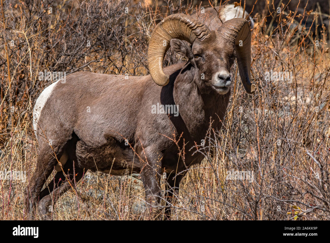 A Large Bighorn Sheep Ram Grazing on a Mountainside Stock Photo - Alamy