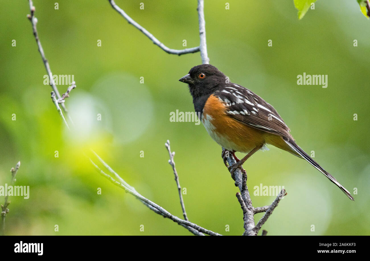 Avian taxonomy hi-res stock photography and images - Alamy