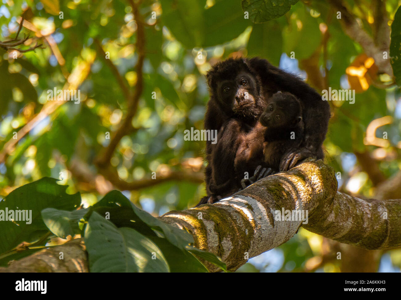 A Howler Monkey Mother With Infant in the Jungle Canopy Stock Photo - Alamy