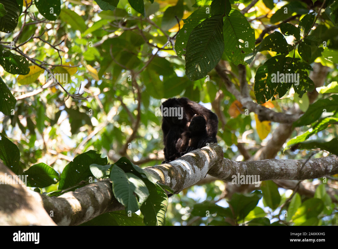 A Howler Monkey Mother With Infant in the Jungle Canopy Stock Photo - Alamy