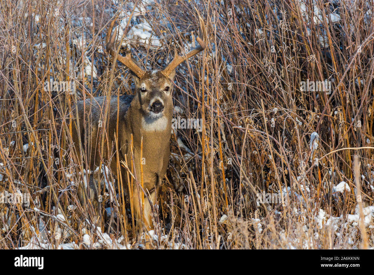 Deer hunting and america hi-res stock photography and images - Alamy