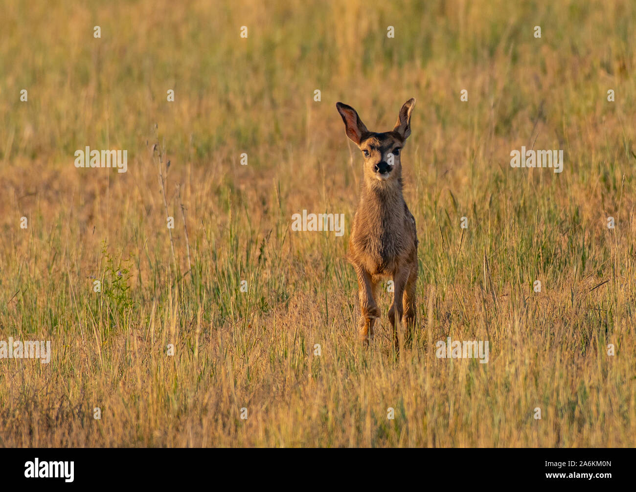 An Adorable Mule Deer Fawn Frolicking in a Field Stock Photo - Alamy