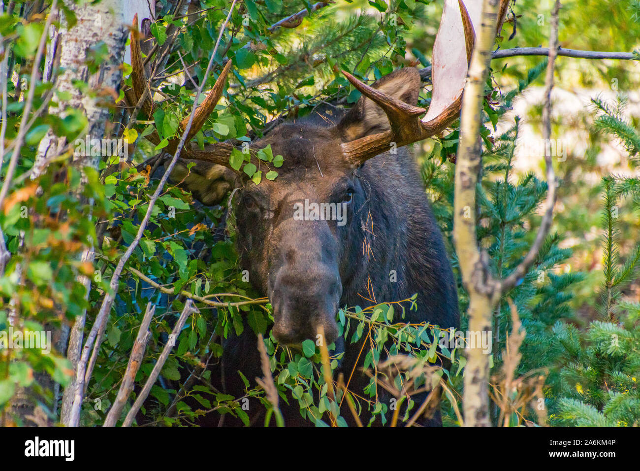 Large Moose Antlers High Resolution Stock Photography and Images - Alamy