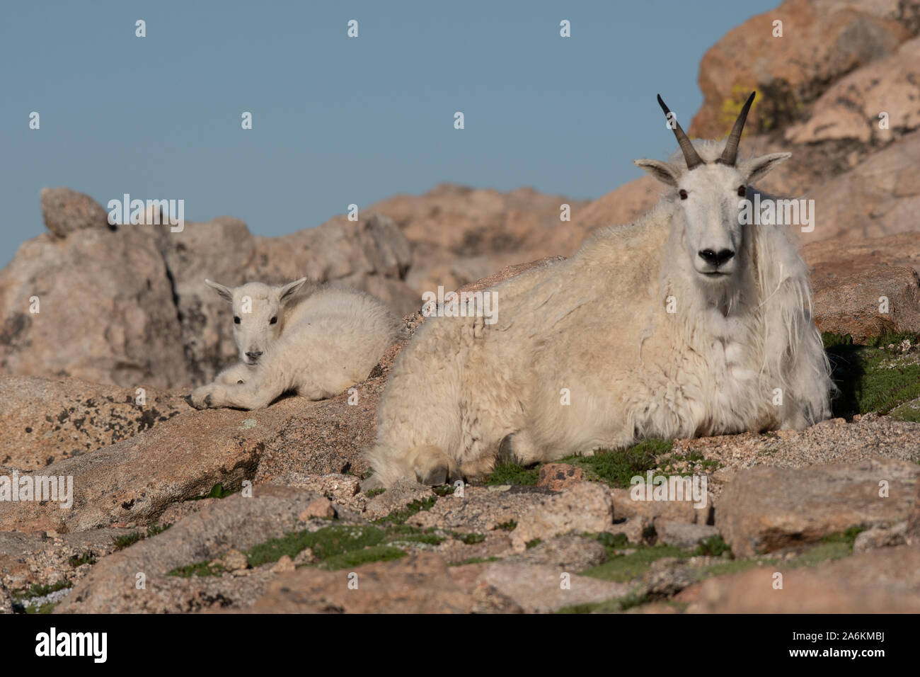 Baby goat mother hi-res stock photography and images - Alamy