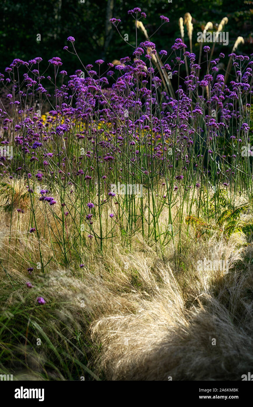 Verbena bonariensis,stipa,mix,mixed,grass,grasses,planting combination ...